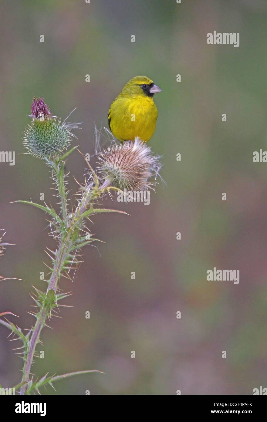 African citril hi-res stock photography and images - Alamy