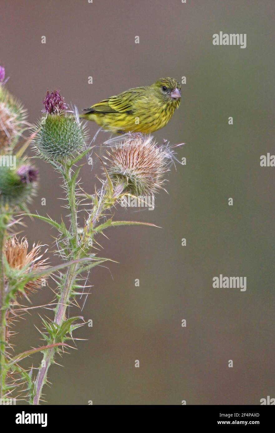 Abyssinian Citril (Crithagra citrinelloides citrinelloides) female ...