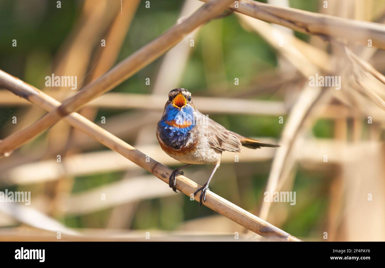 wild bird sings spring song with mouth wide open Stock Photo - Alamy