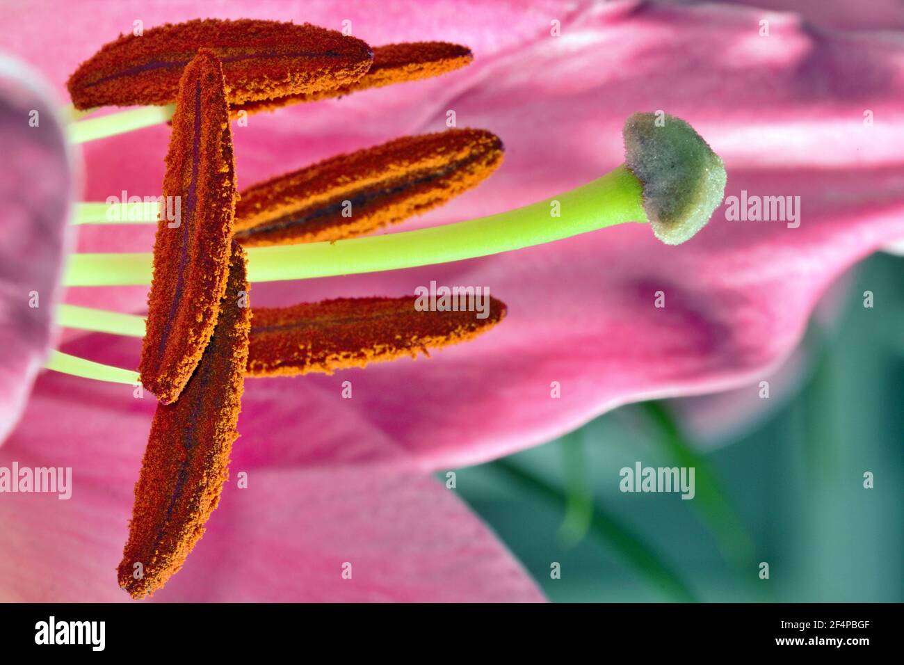 Stigma style ovary petal hi-res stock photography and images - Alamy