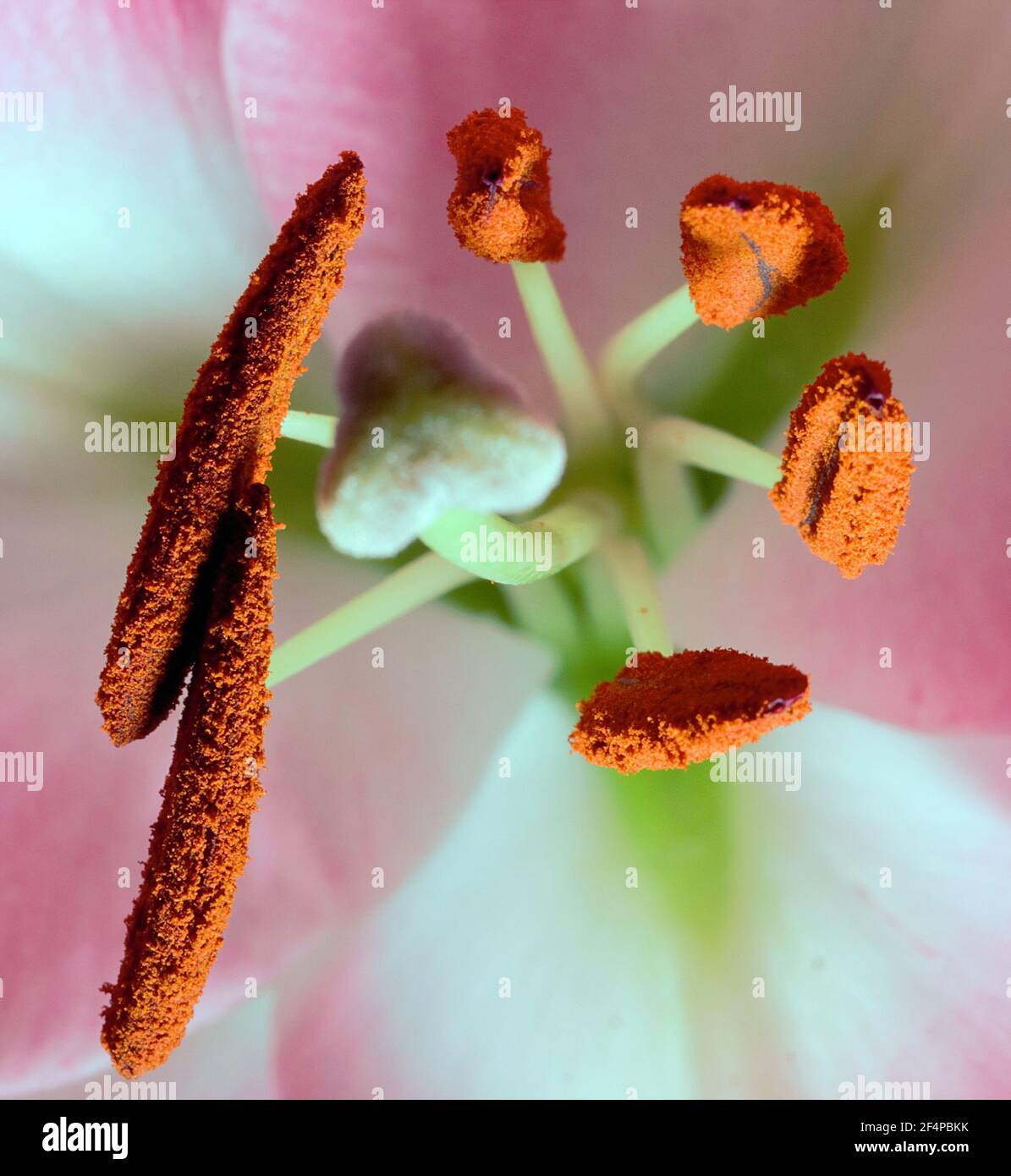 Stigma style ovary petal hi-res stock photography and images - Alamy