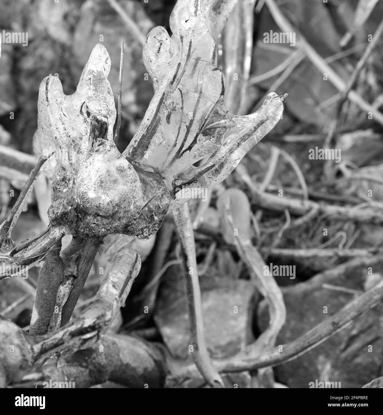 ice storm background ice rain wallpaper.Tree branches frozen in the ice ...