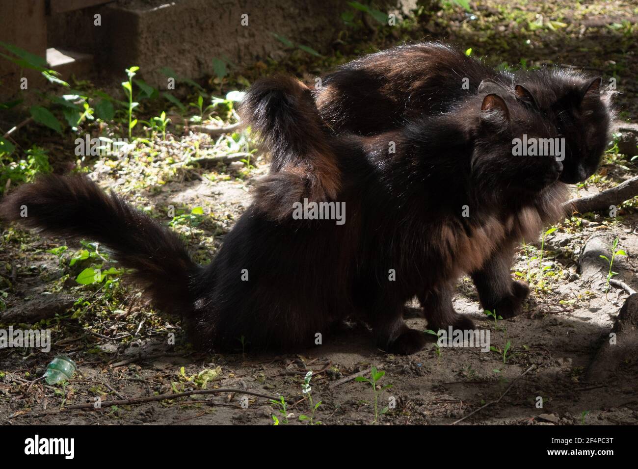 Furry tails hi-res stock photography and images - Alamy