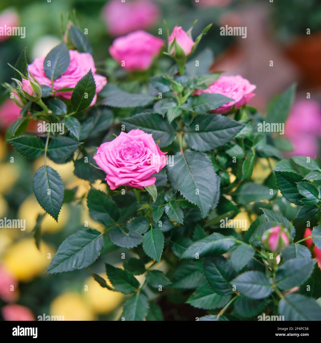 Rose is the collective name of species and varieties of representatives ...