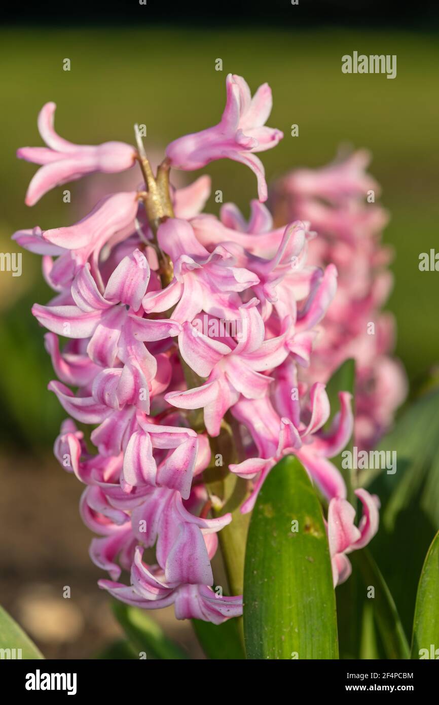 Close up of a pink hyacinth (hyacinthus orientalis) flower in bloom ...