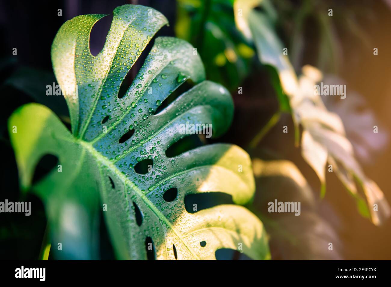 Exotic tropical green Monstera palm leaves with water drops in sunlight ...