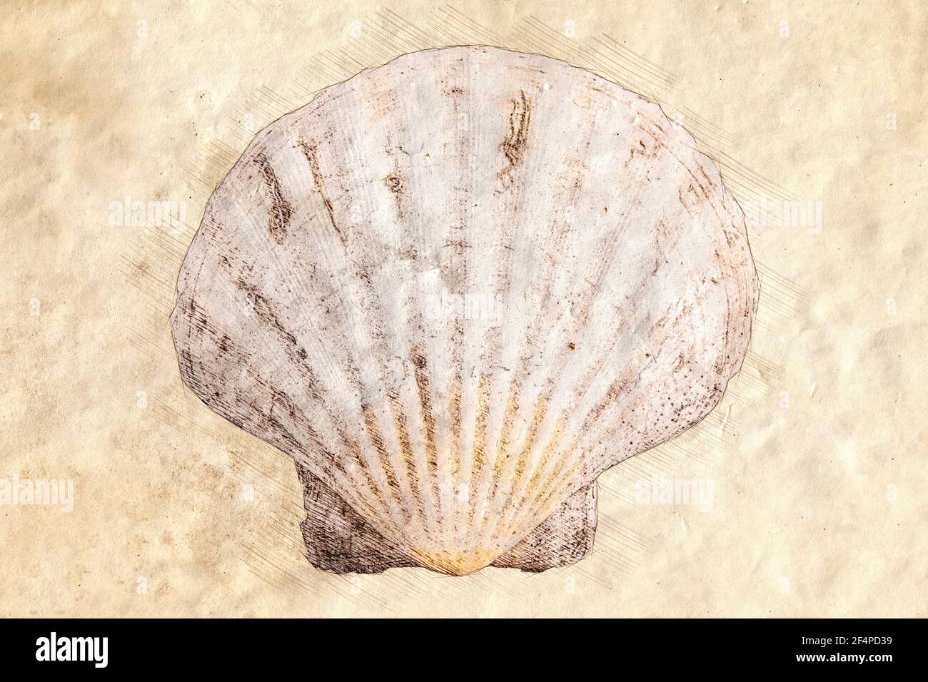 Mussel - Digital sketch of a Seashell Stock Photo - Alamy