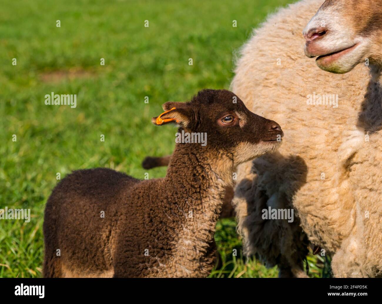 Cute brown female Shetland sheep Spring lamb with mother ewe in green ...