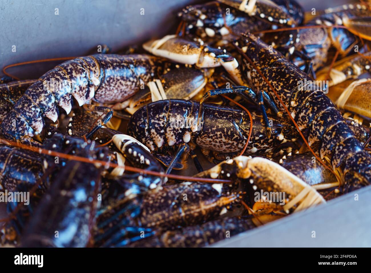 Showcase with fresh live lobsters on a fishmonger stall in seafood ...