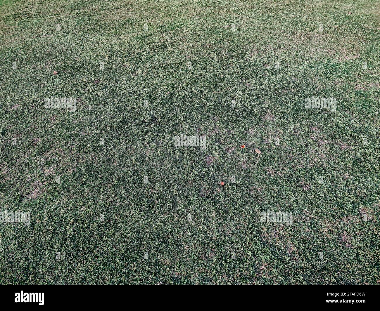 Shot of green grass with patches of dirt and small leaves Stock Photo ...