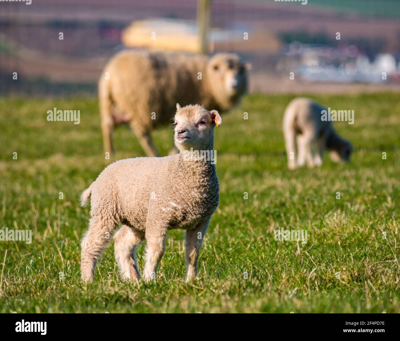 Cute Shetland sheep Spring lambs in green field in sunshine, Scotland ...