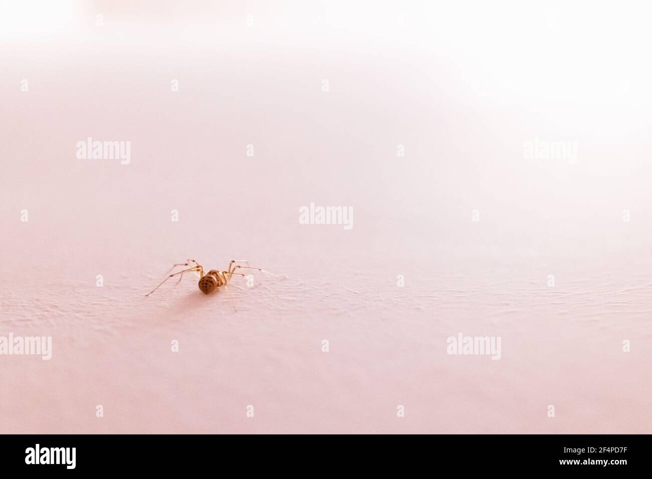 Small spider inside house, isolated on a white wall Stock Photo - Alamy