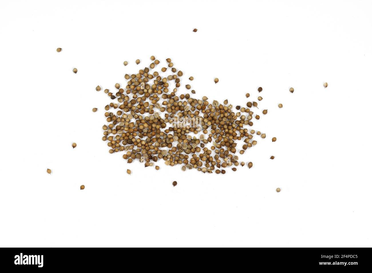 Coriander seeds isolated on white background. Pile of coriander seeds ...