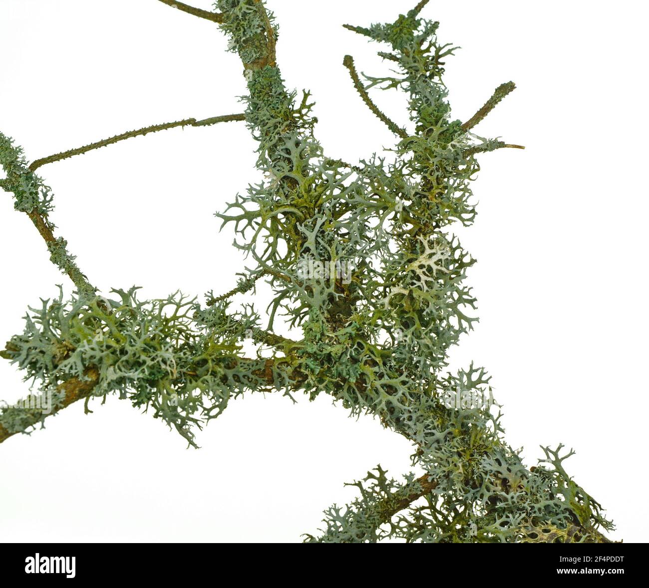Lichen on twig isolated on white background Stock Photo - Alamy