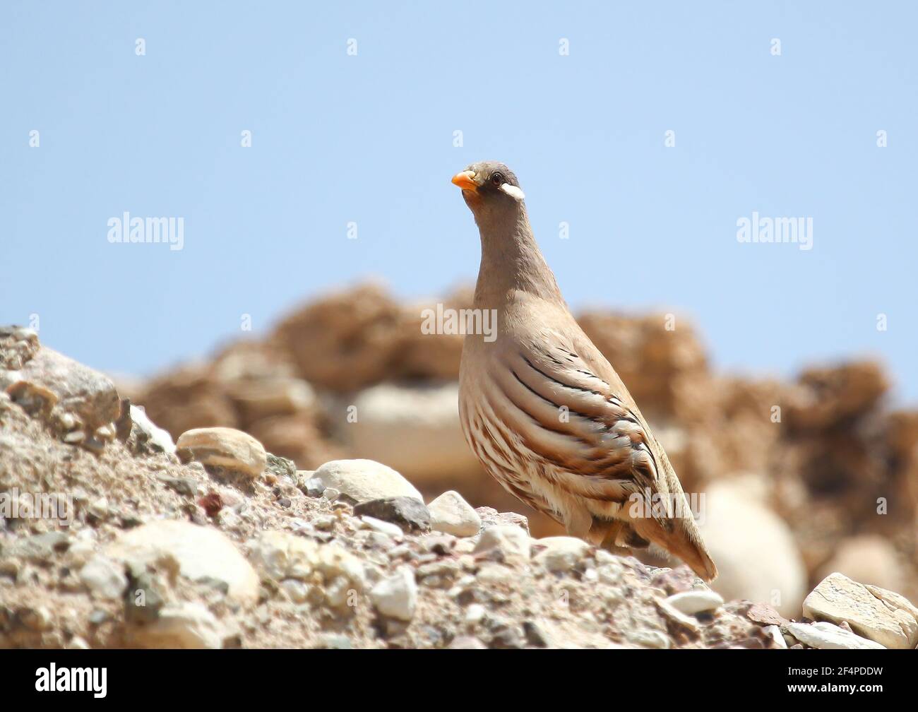 Partridge sand hi-res stock photography and images - Alamy