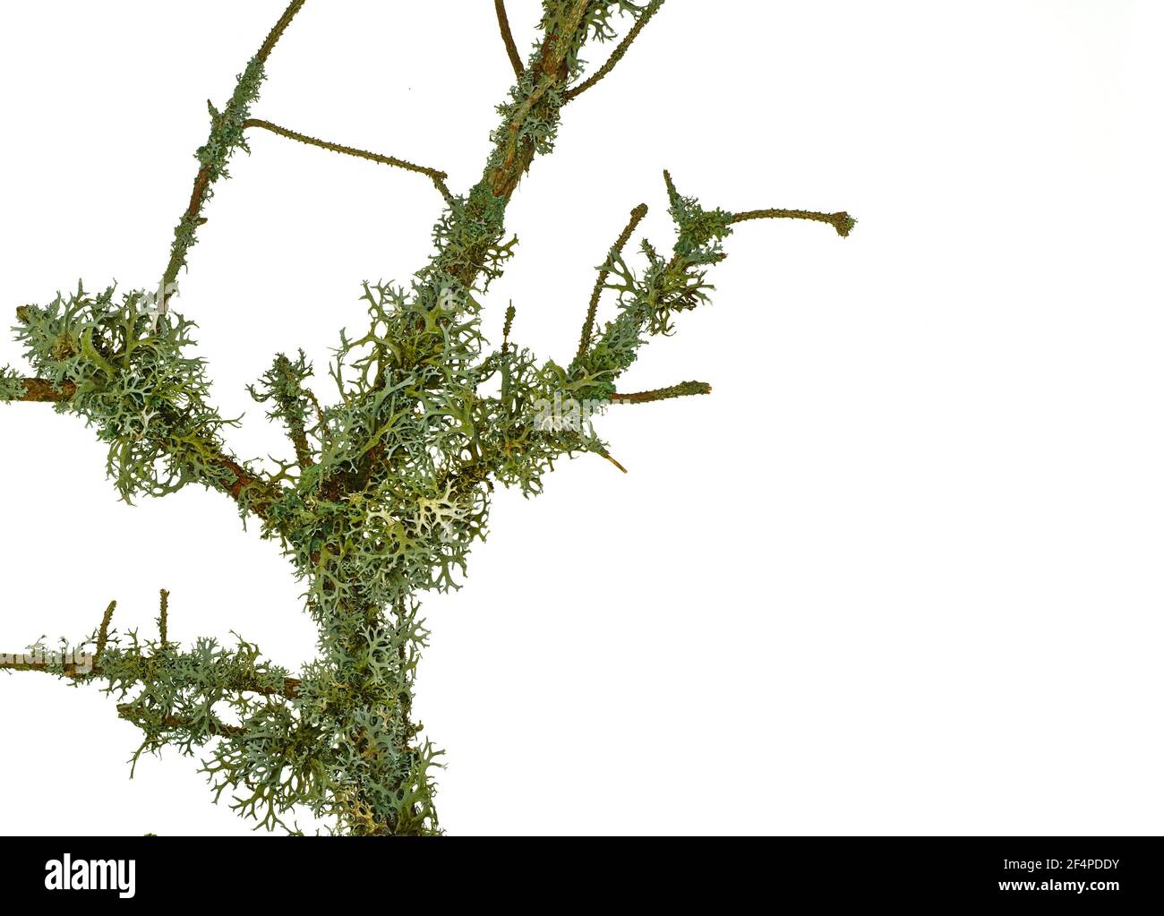 Lichen on twig isolated on white background Stock Photo - Alamy