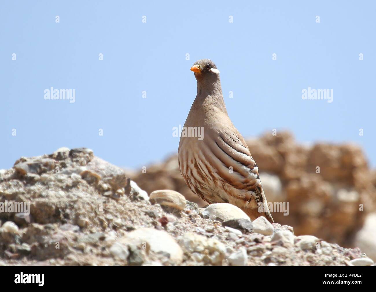 Sand partridge hi-res stock photography and images - Alamy