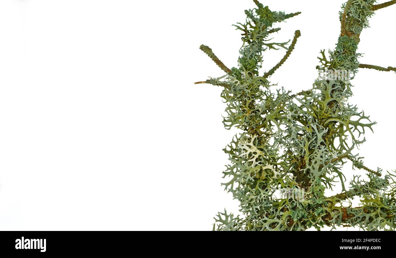 Lichen on twig isolated on white background Stock Photo - Alamy