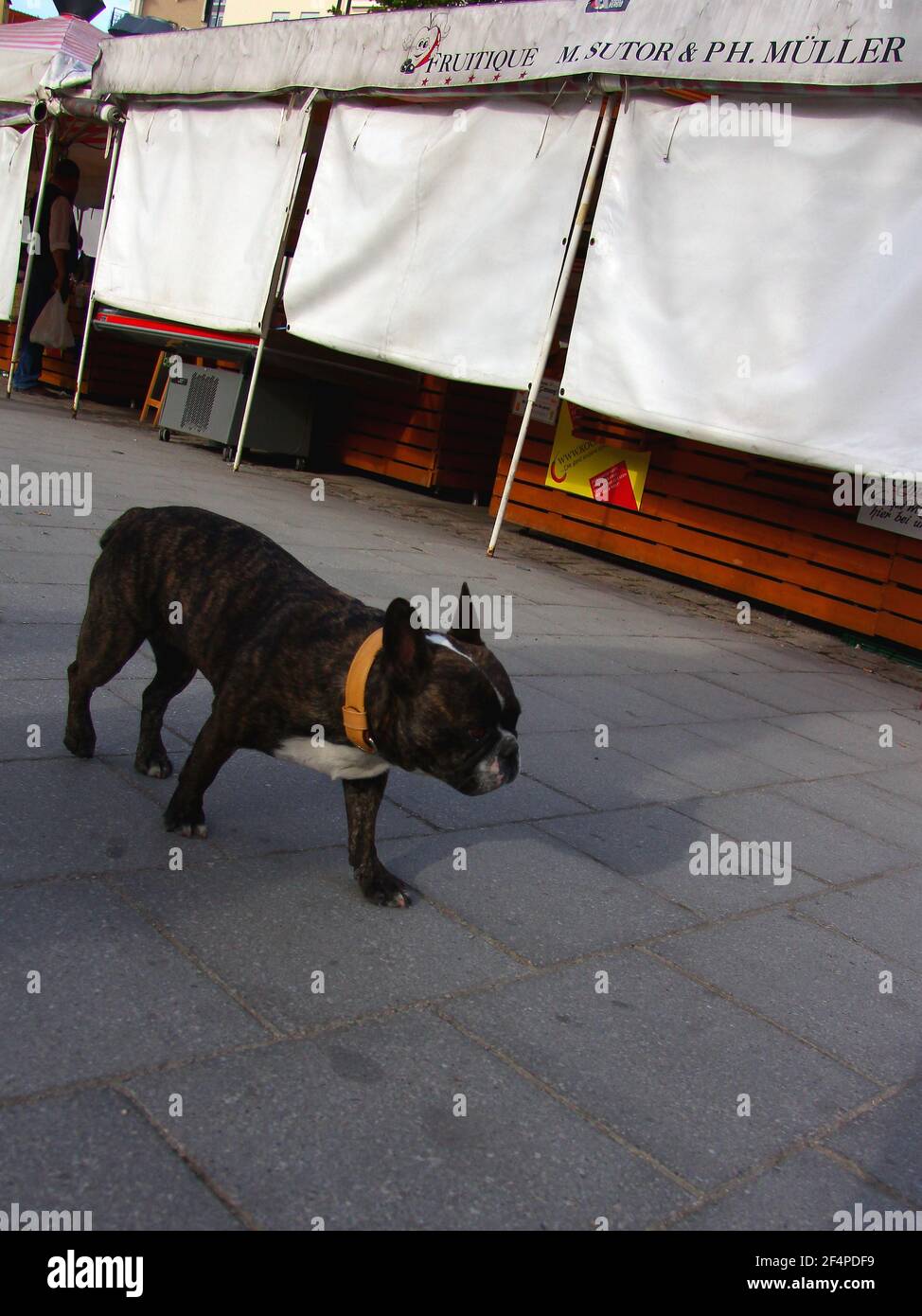 Black dog walking on the street Stock Photo - Alamy