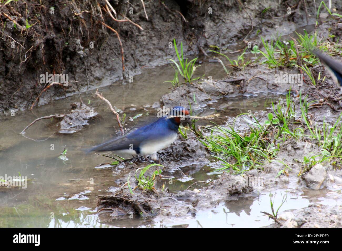 blue bird on the ground Stock Photo - Alamy