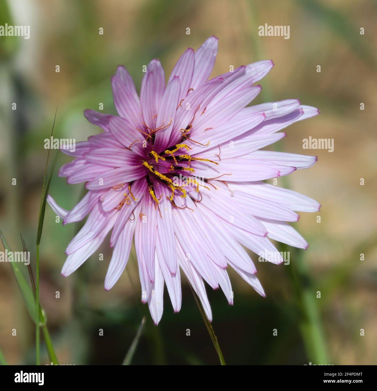 Israel wild flowers Stock Photo - Alamy