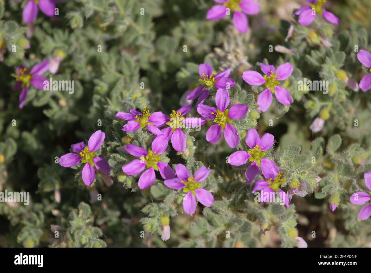 Israel wild flowers Stock Photo - Alamy