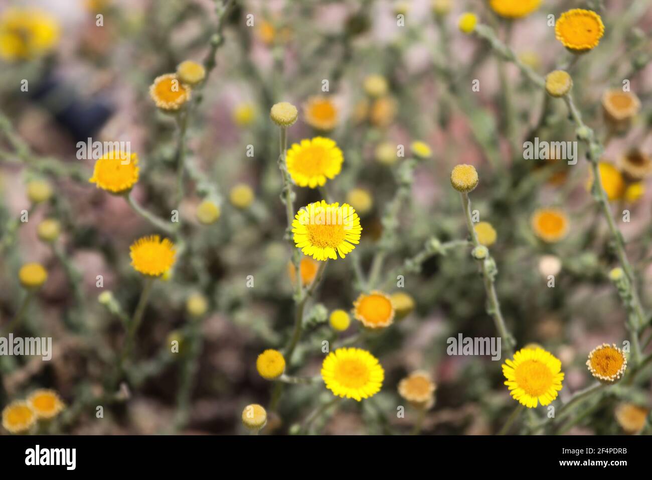 Israel wild flowers Stock Photo - Alamy