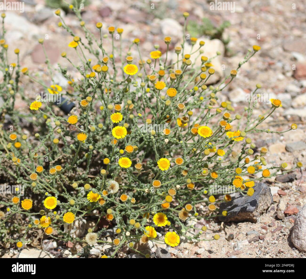 Israel wild flowers Stock Photo - Alamy