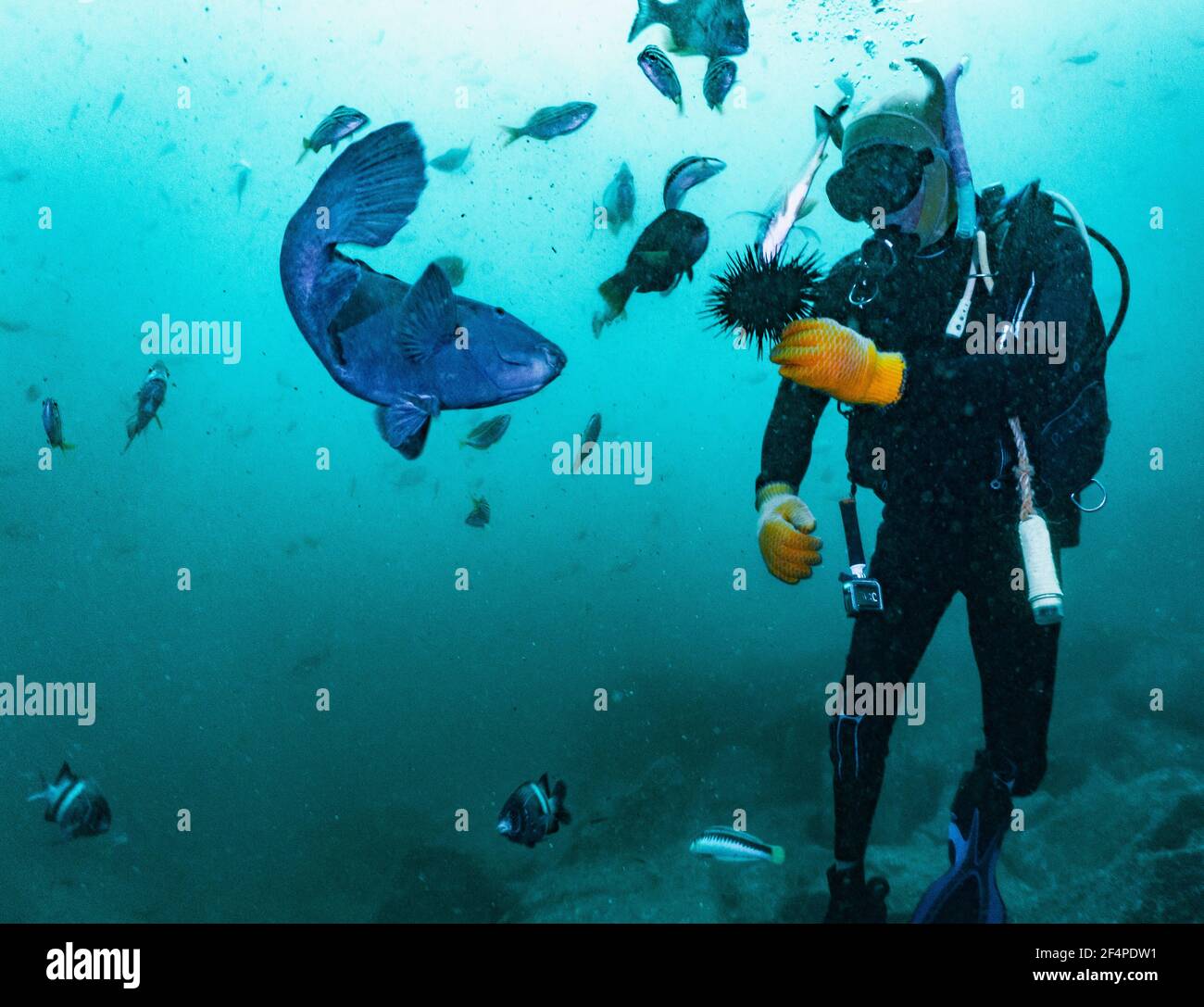 diver feeding fish with sea urchin at South West Rocks Stock Photo - Alamy