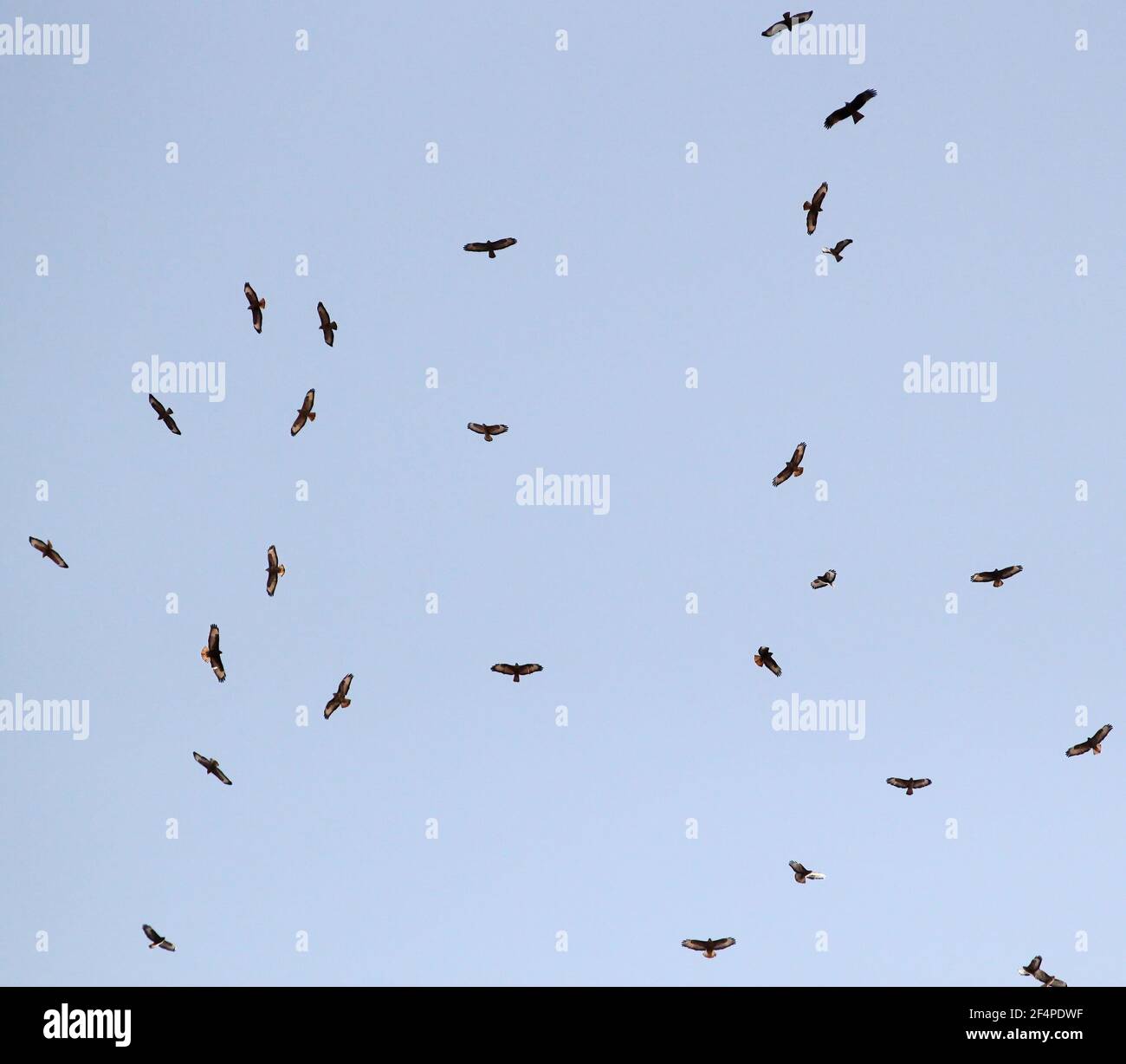 Raptors in a thermal Stock Photo - Alamy