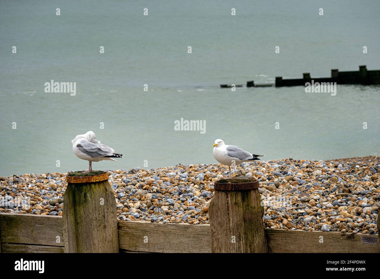 Eastbourne beach groynes hi-res stock photography and images - Alamy