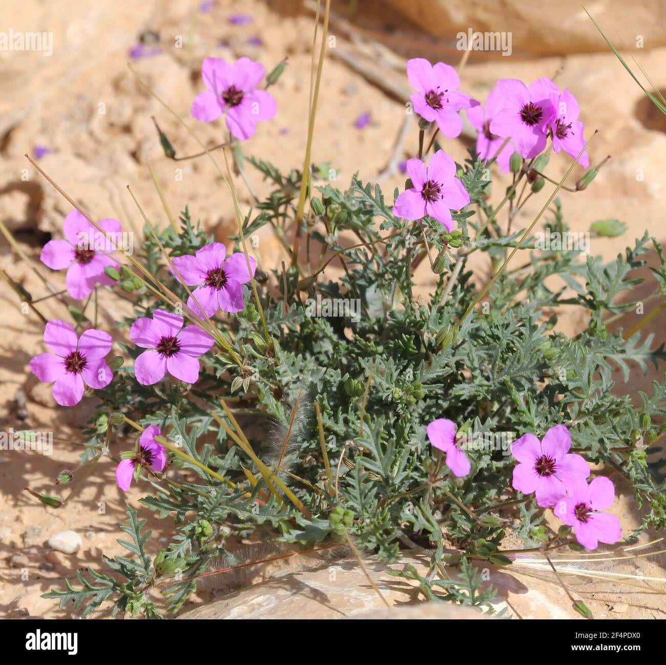 Israel wild flowers hi-res stock photography and images - Alamy