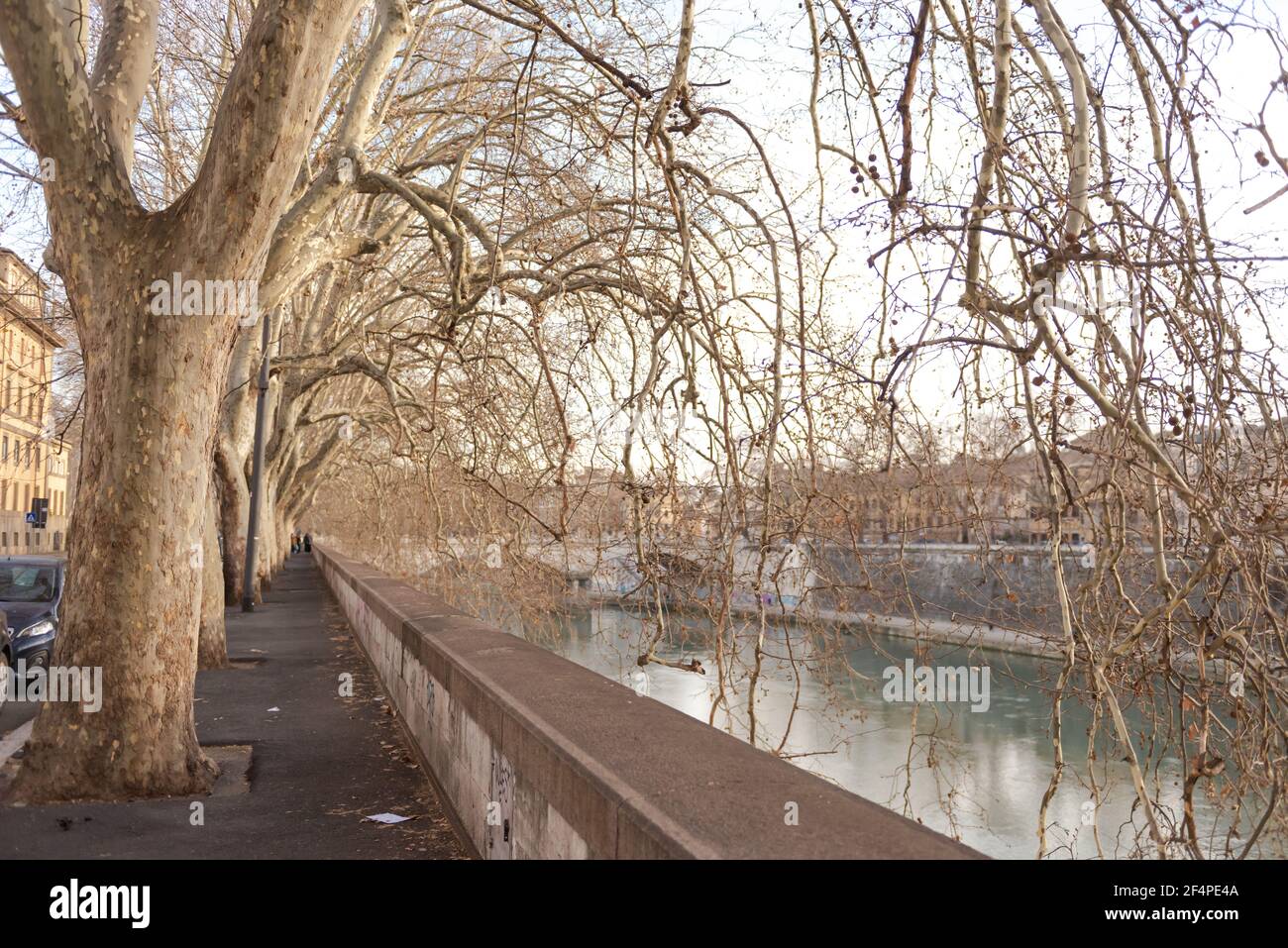 Spring Roman embankments. The branches of plane trees bend over the ...