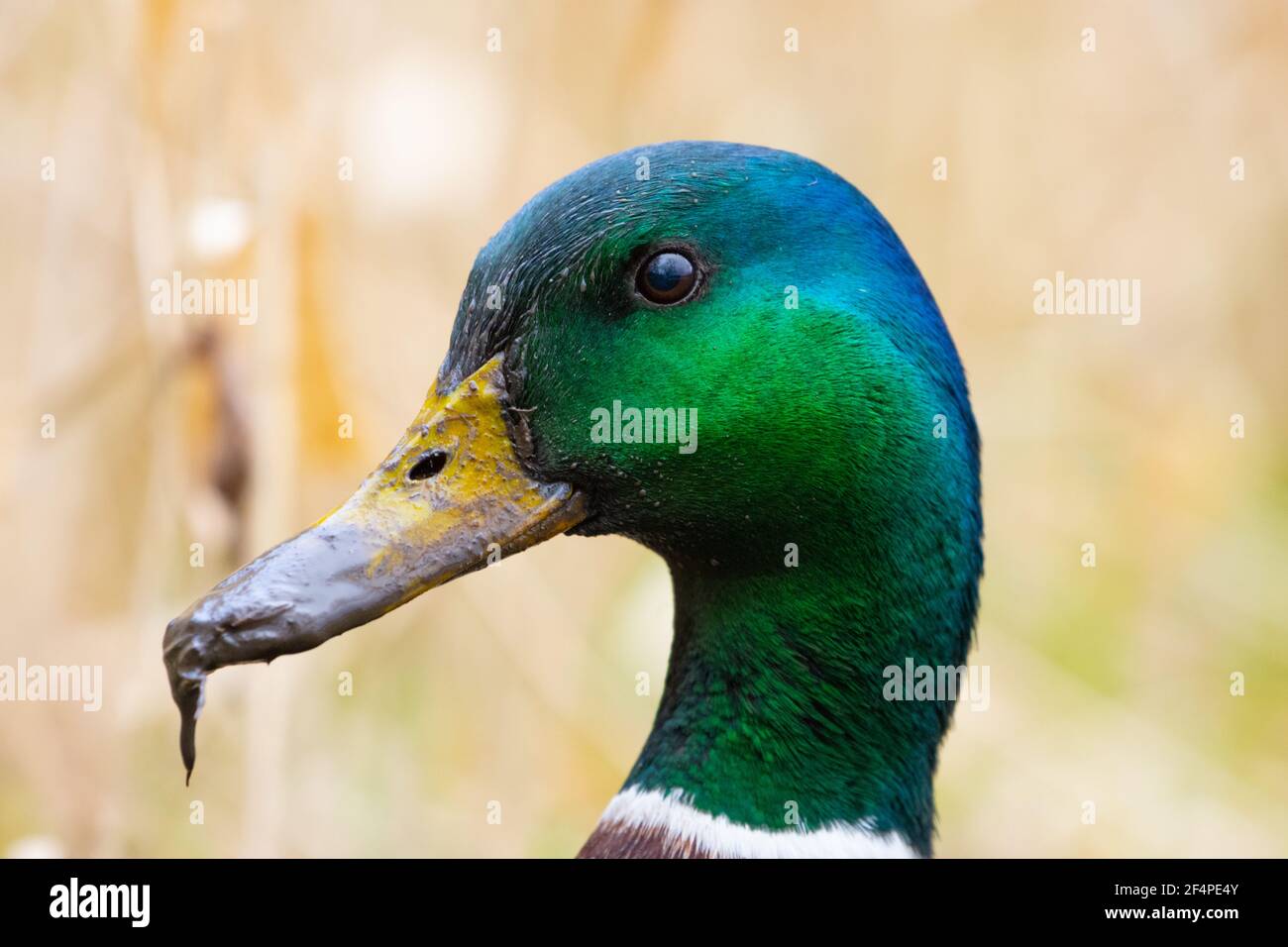 Duck with a green head hi-res stock photography and images - Alamy