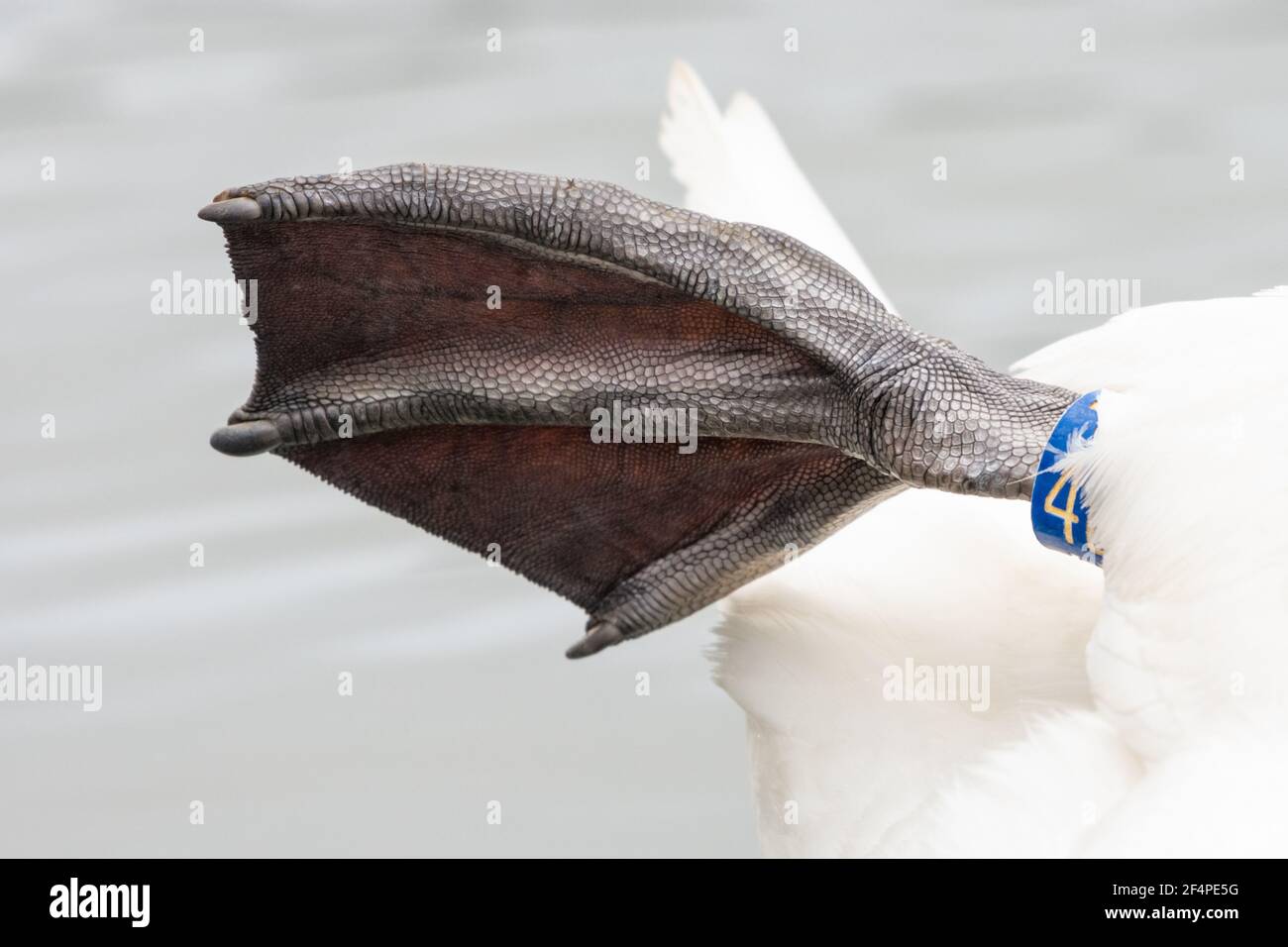 Mute swan (Cygnus olor) foot closeup showing the webbed structure and ...
