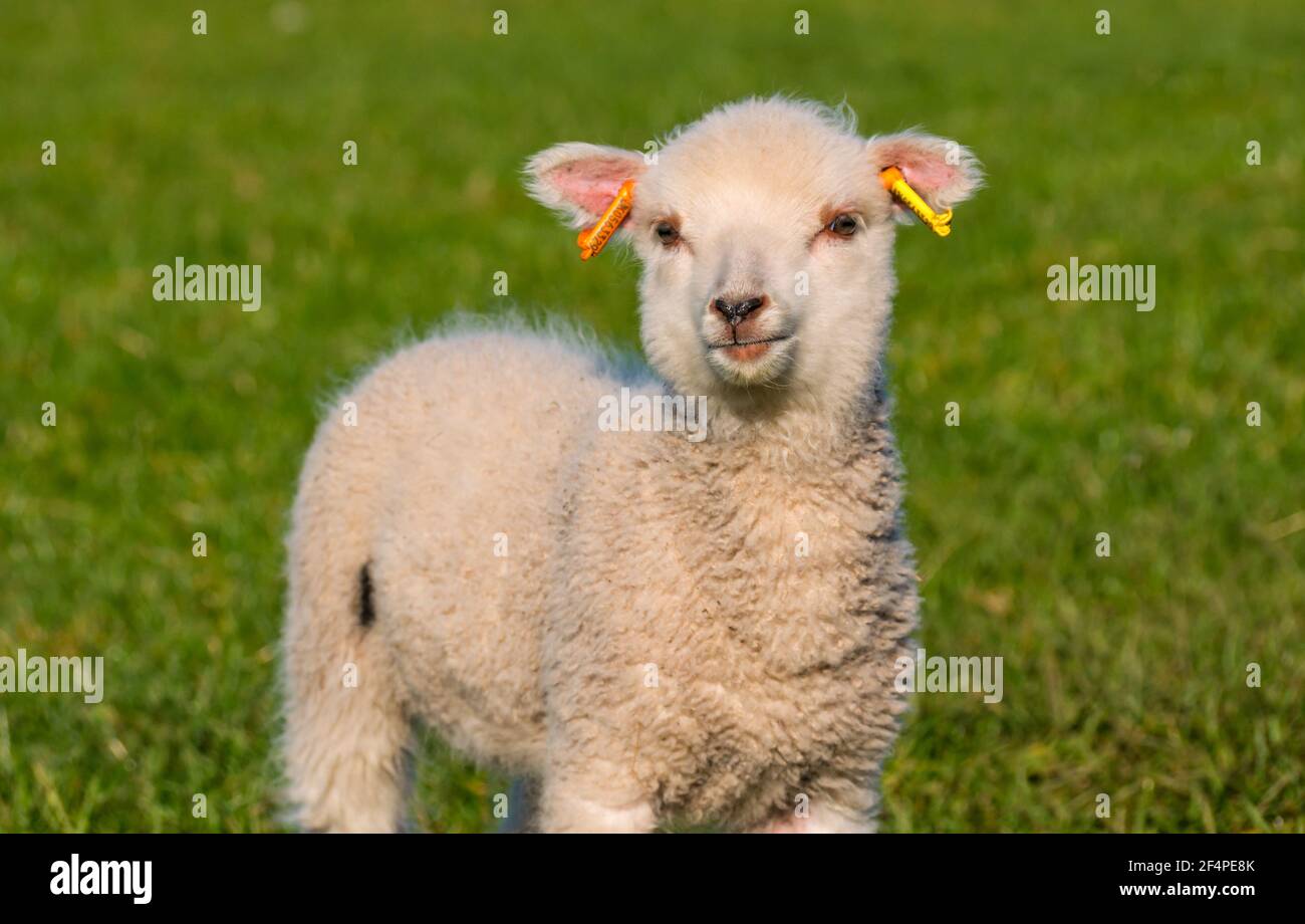 Close up of cute white female Shetland sheep Spring lamb in green field ...