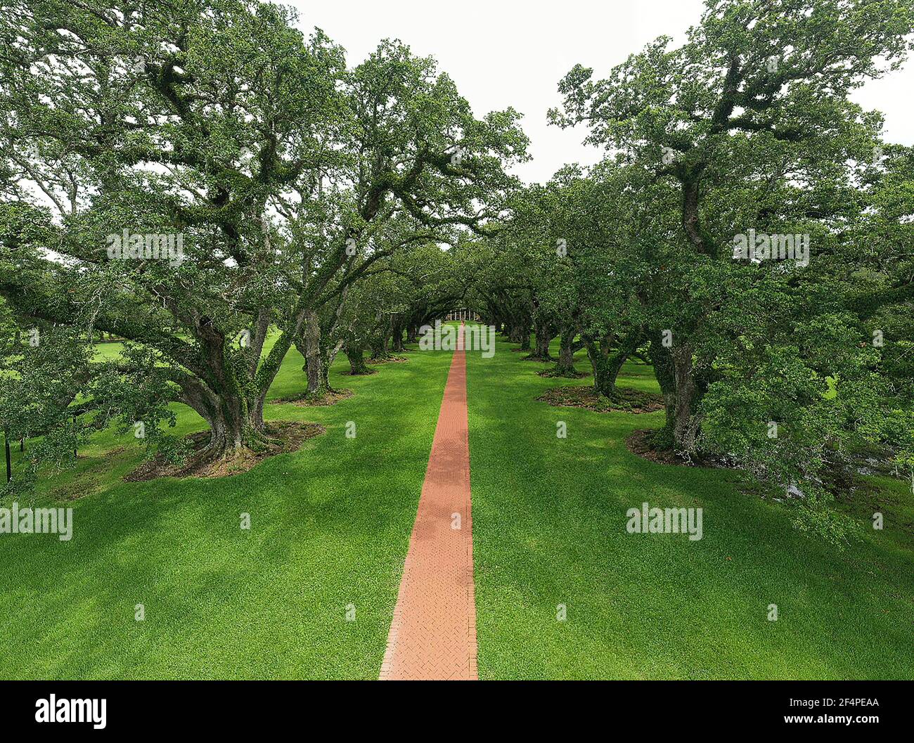 Long Walk Down Oak Alley Plantation Stock Photo - Alamy