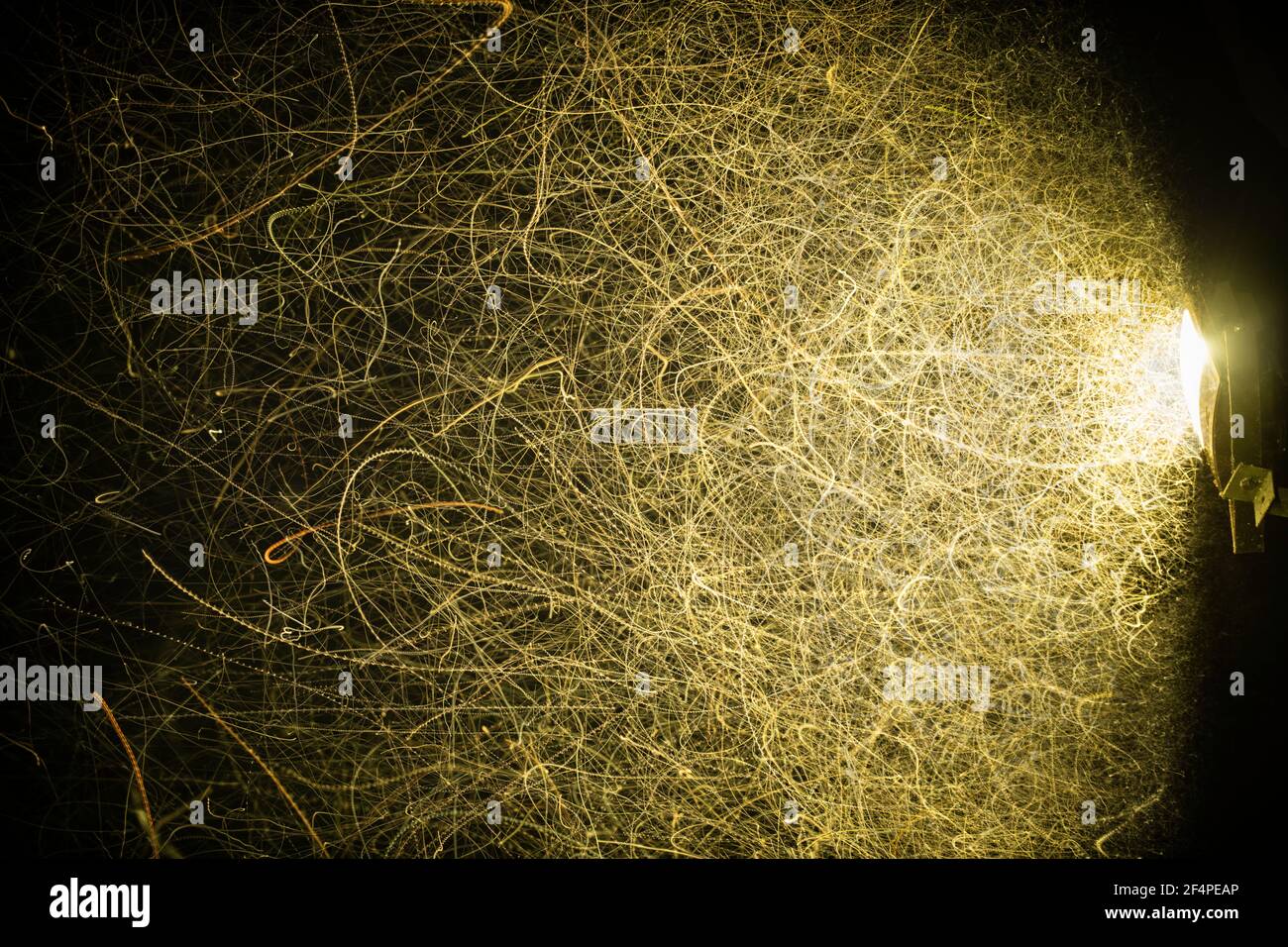 Long Exposure of 1000's of Insects Flight Patterns Stock Photo - Alamy