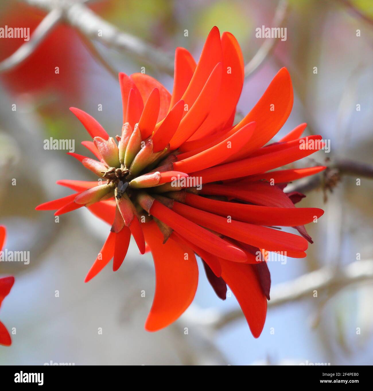 Coral bean tree Stock Photo - Alamy