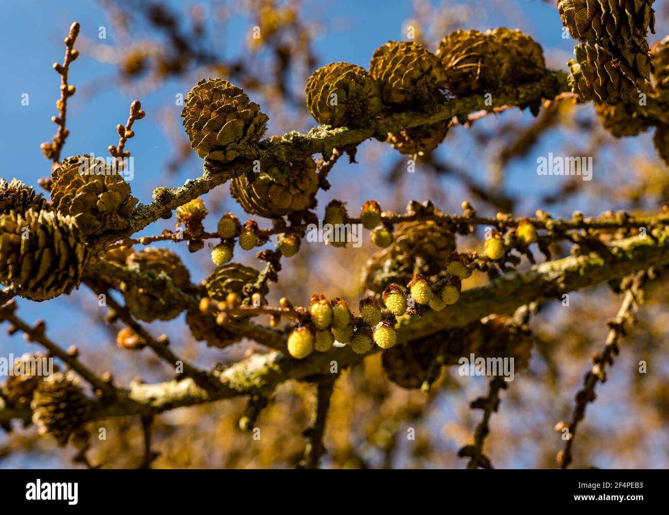 Budding tree cones hi-res stock photography and images - Alamy
