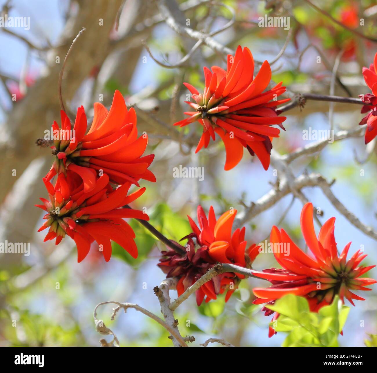 Coral bean tree Stock Photo - Alamy