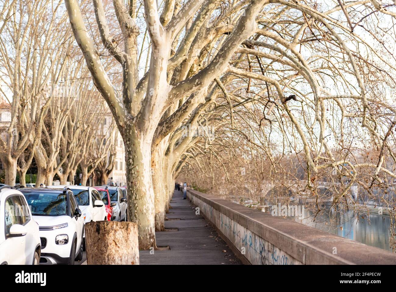 Rome. Italy. Spring 2020. Spring Roman embankments. The branches of ...