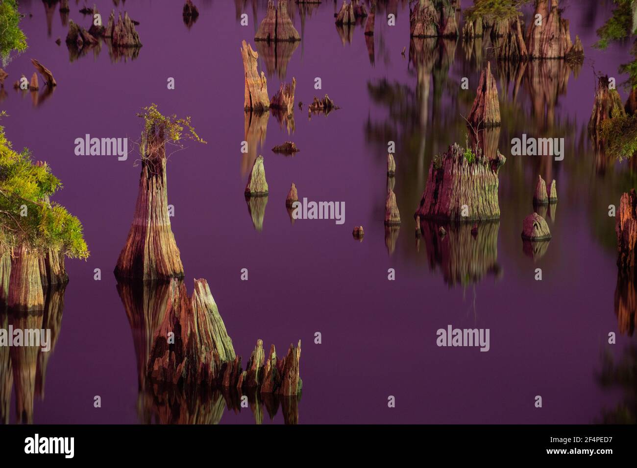 Colorful Night Landscapes of Florida Swamp Trees Stock Photo - Alamy
