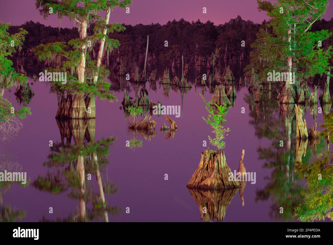 Colorful Night Landscapes of Florida Swamp Trees Stock Photo - Alamy