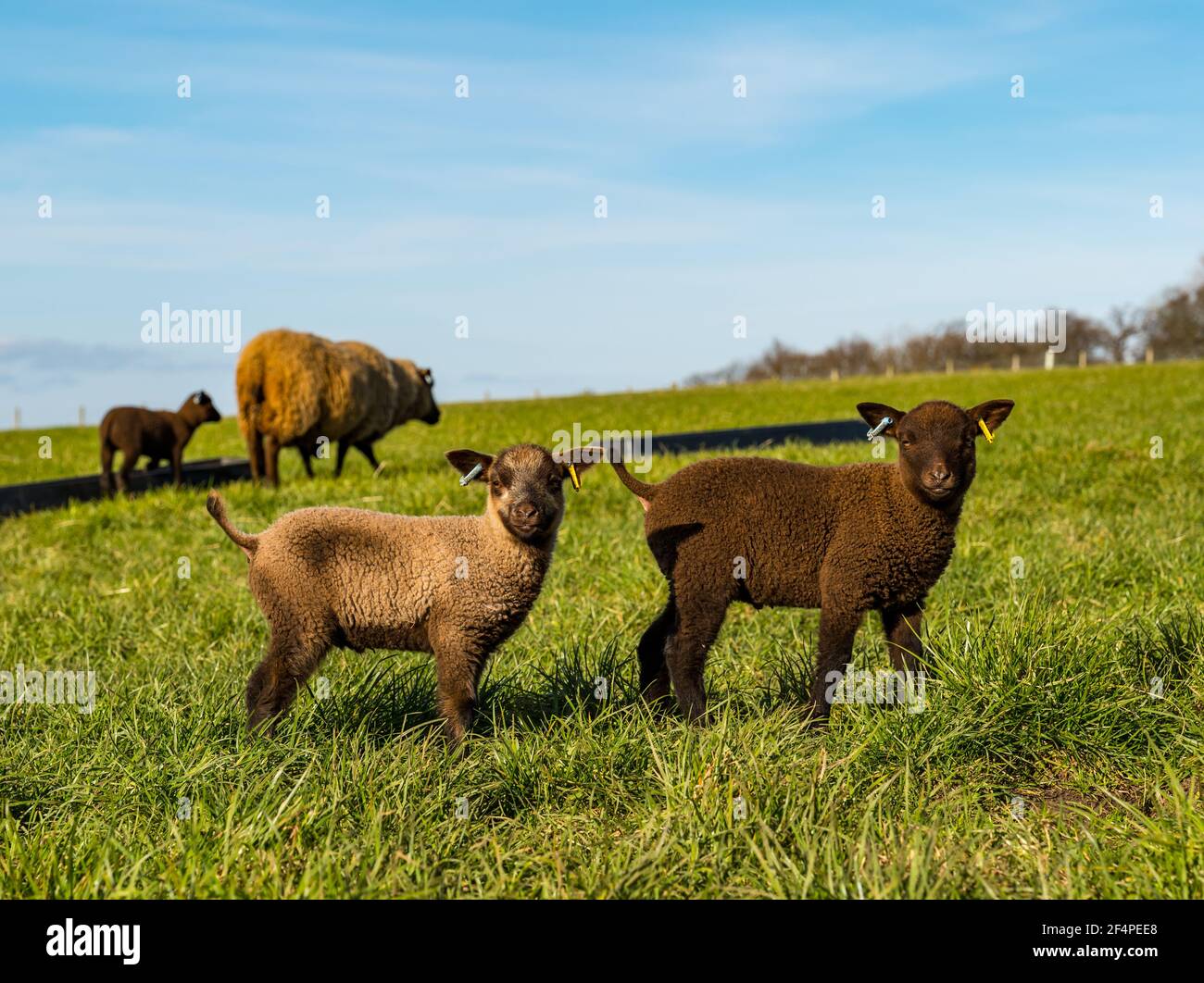 Cute brown female Shetland sheep Spring twin lambs in green field in ...