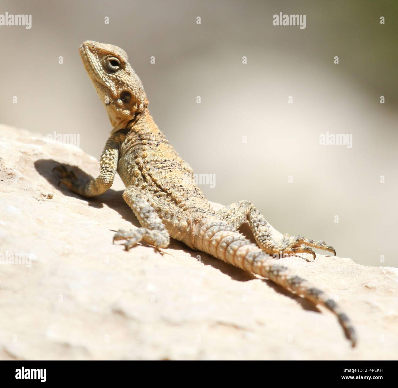 A lizard in the sun Stock Photo - Alamy