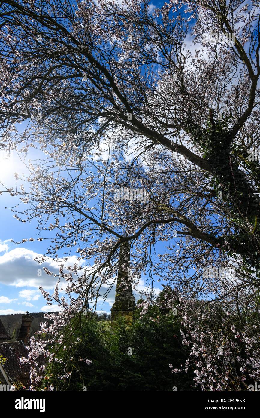 Old cherry tree hi-res stock photography and images - Alamy