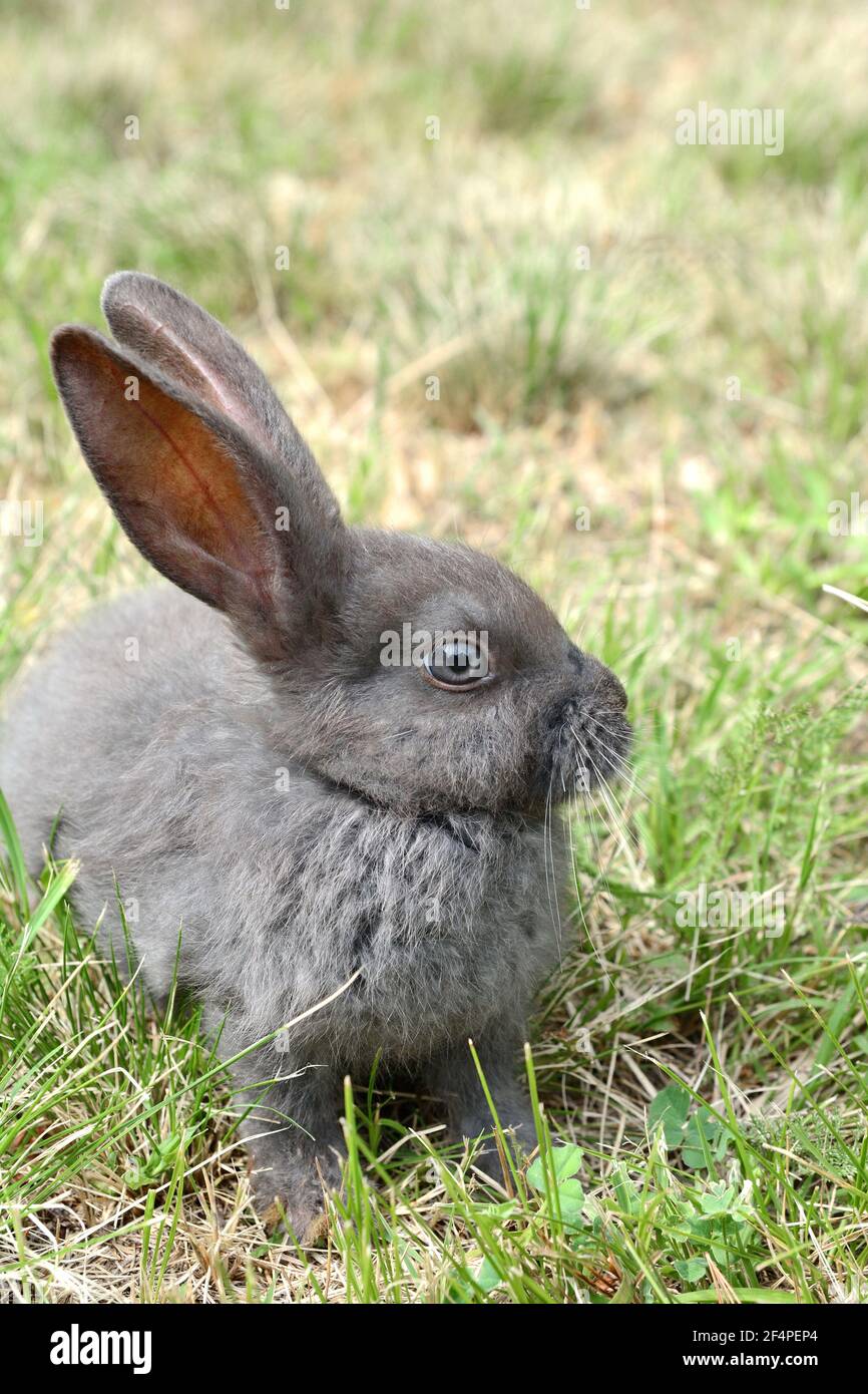 Grey Rabbit in a natural environment Stock Photo - Alamy