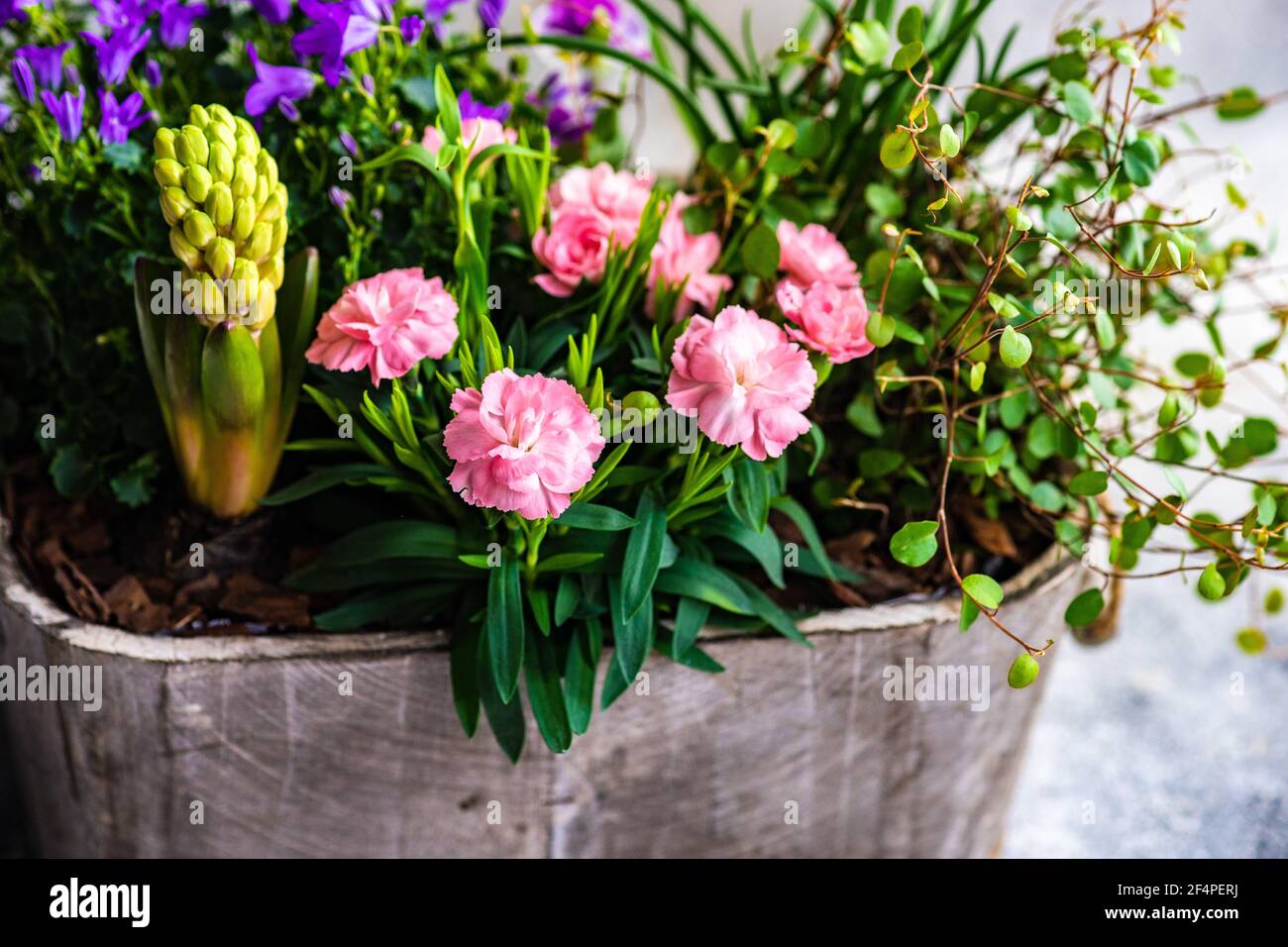 Interior pot with spring flowers composition Stock Photo - Alamy