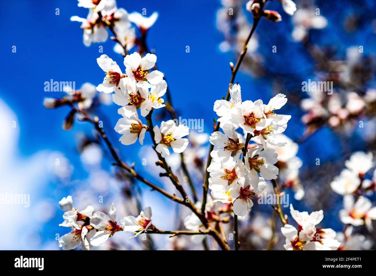 Georgia peach tree hi-res stock photography and images - Alamy